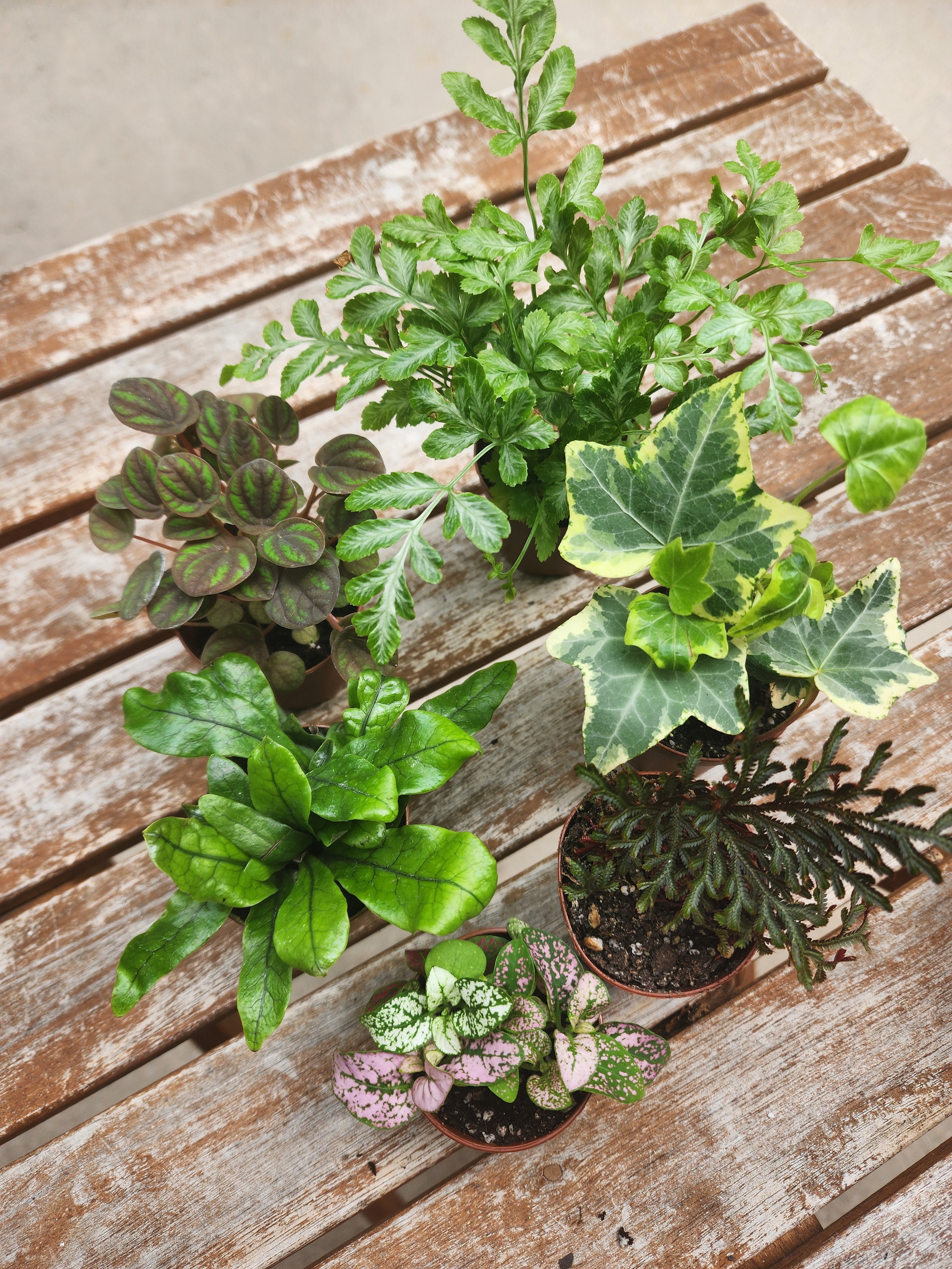 Plants & Bioactive Kits – MysticLabyrinth