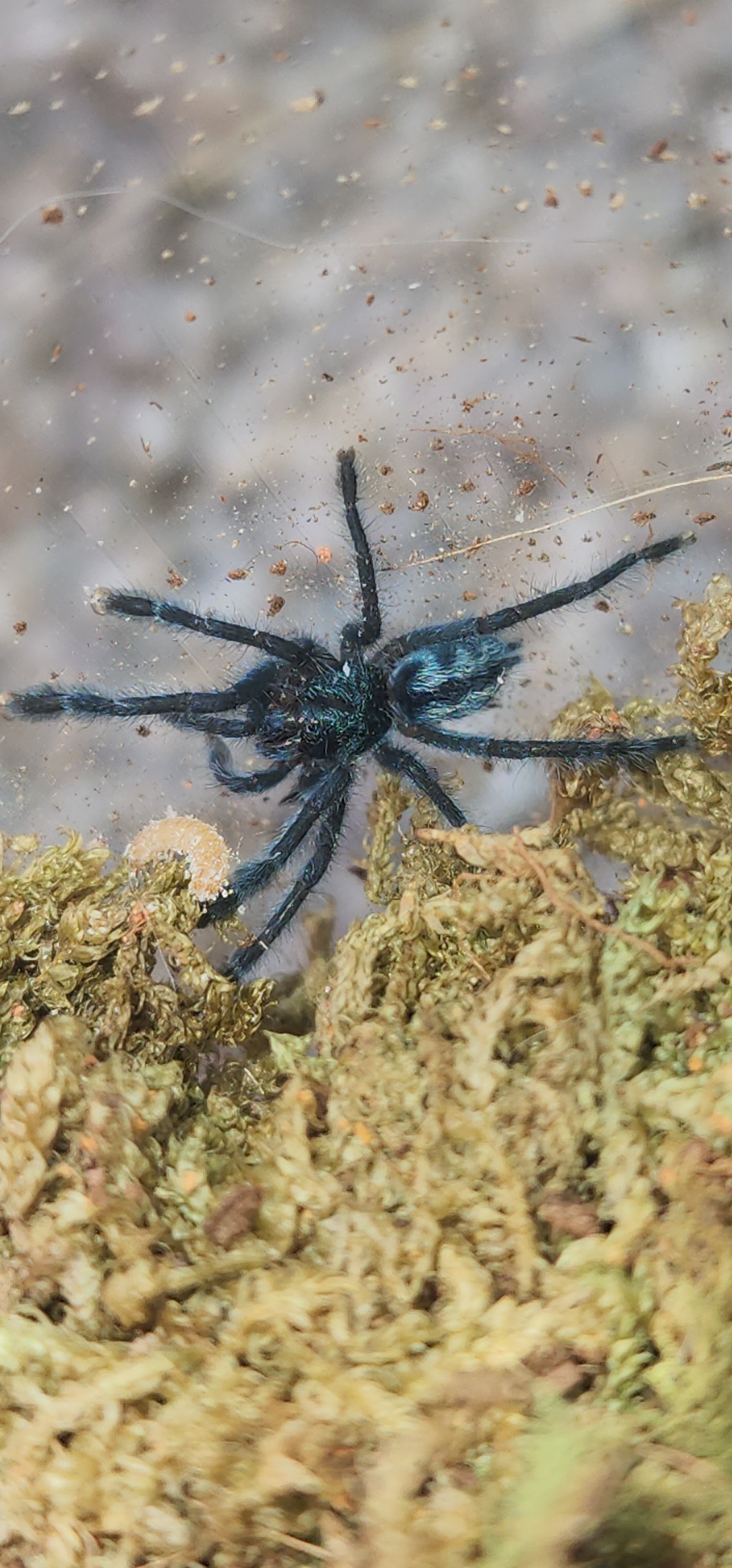 Adopt a Tarantula – MysticLabyrinth